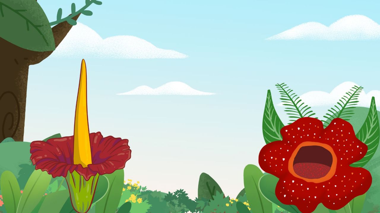 Mengenal Bunga Rafflesia : Si Bunga Terbesar di Dunia - Bimbel Pandu